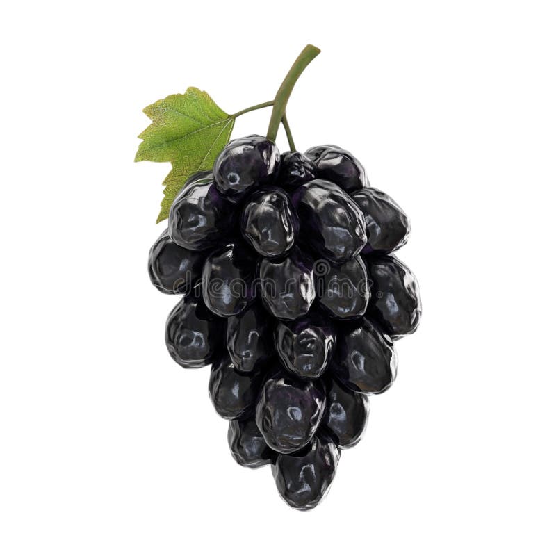 Transparent or PNG Image of Black Grapes Stock Illustration ...