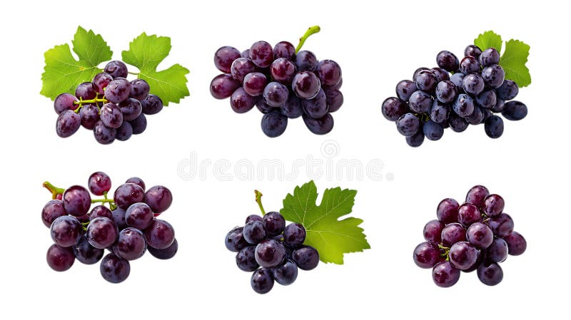 Transparent or PNG Image of Bunches of Dark Purple Kyoho Grapes Stock ...