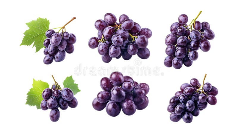 Transparent or PNG Image of Bunches of Dark Purple Kyoho Grapes Stock ...