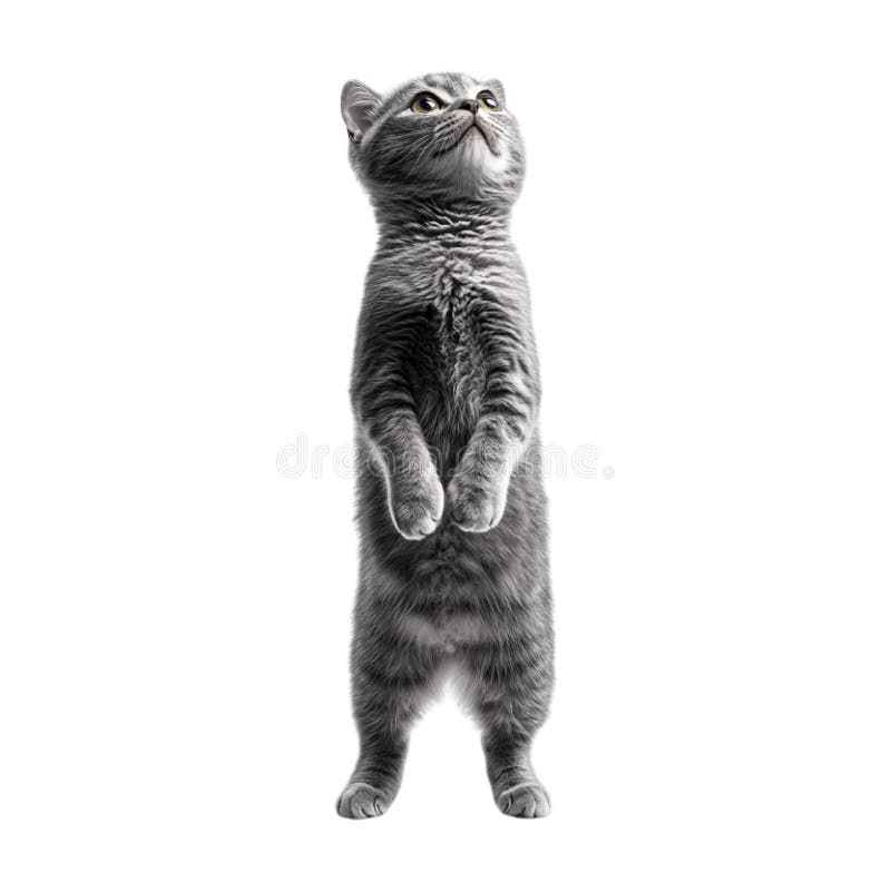 Transparent or PNG Image of Curious Kitten Standing on Hind Legs Stock ...