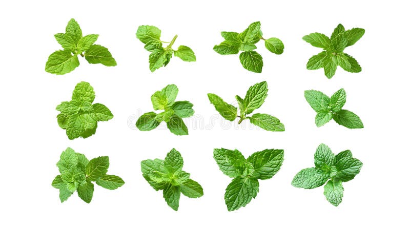 Twelve Sprigs of Fresh Green Mint Leaves on a White Background Stock ...