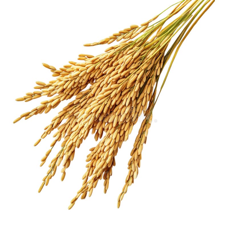 Rice Stalks Stock Illustrations – 948 Rice Stalks Stock Illustrations ...