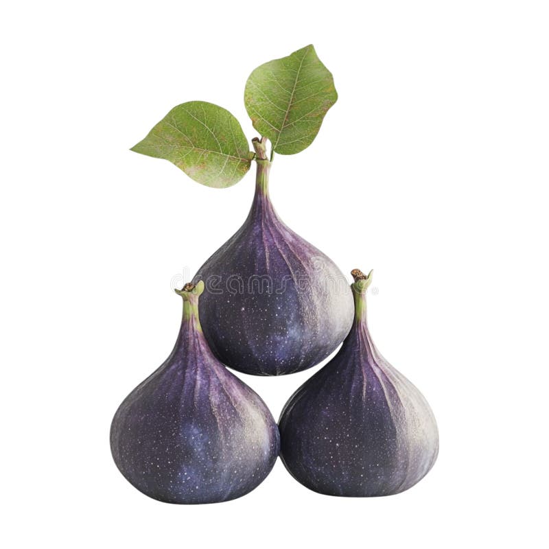 Transparent or PNG Image of Single Fig Stock Illustration ...