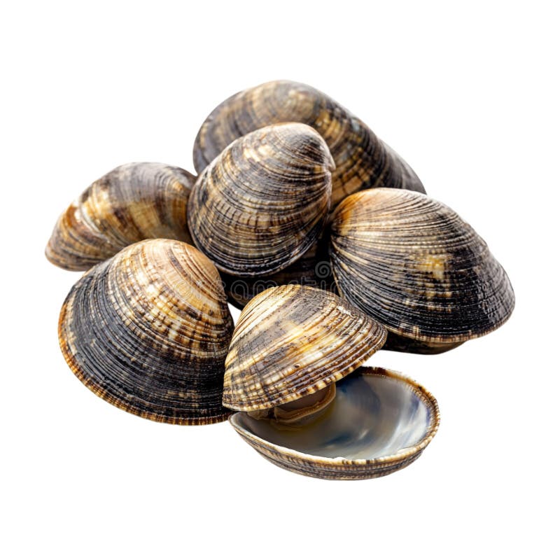 Transparent or PNG Image of Steamed Clams Stock Illustration ...