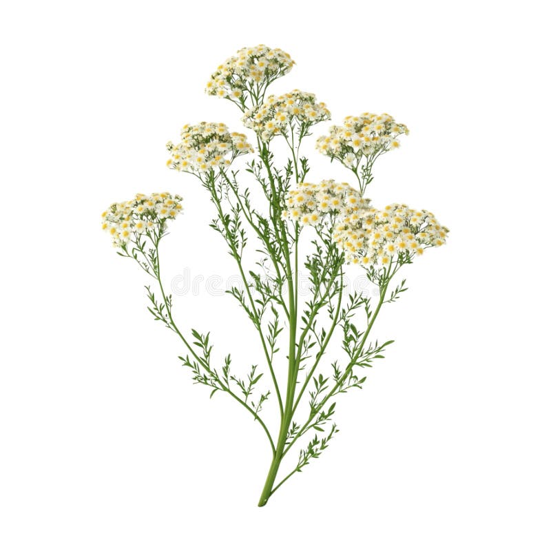 Transparent or PNG Image of Yarrow Flowers Stock Illustration ...