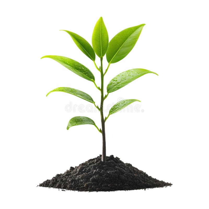 Transparent or PNG Image of Young Plant Stock Illustration ...