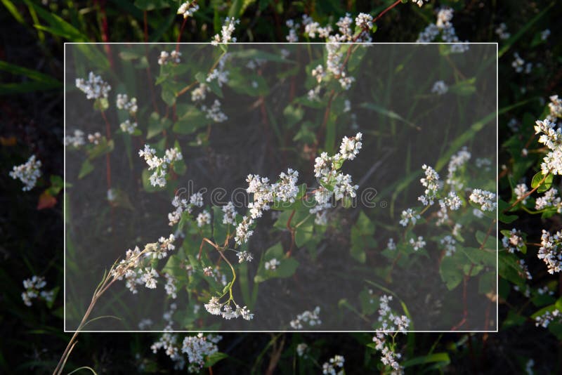 Transparent Rectangle on the Background of the Texture of Meadow Herbs ...