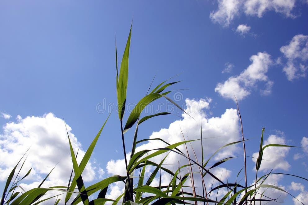 Transparent reeds stock photo. Image of canes, grass, fresh - 10972