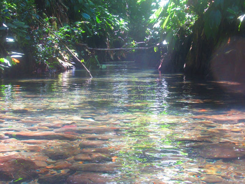 The Transparent River Flows Under the Lush Tropical Forest Stock Image ...