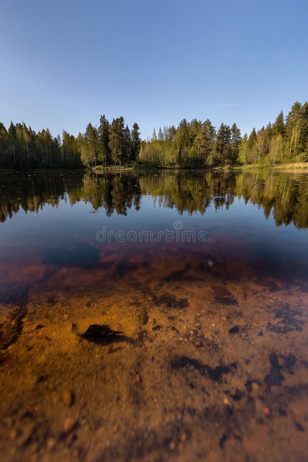 Transparent Sandy Bottom Forest Lake in Calm Summer Weather Stock Photo ...