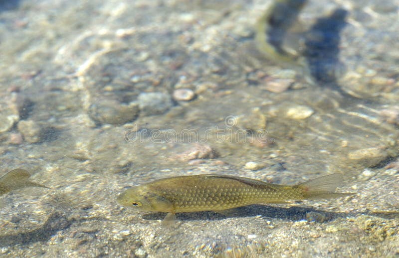 Transparent Sea Water with Fish Stock Image - Image of beach, clouds ...