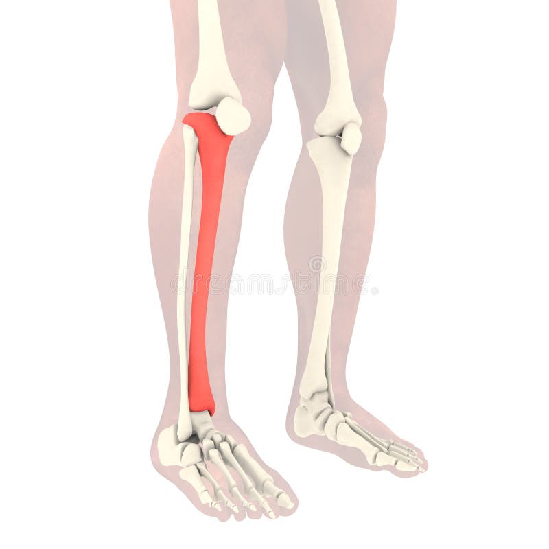 Anatomy a Leg, Transparent with Skeleton. Stock Illustration ...