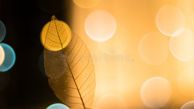 Transparent Skeleton Leaf with Beautiful Texture on a Bright Glowing ...