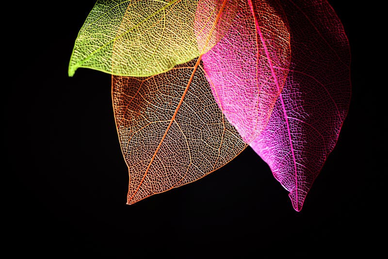 Transparent Skeleton Leaves Over Black Abstract Background Stock Photo ...