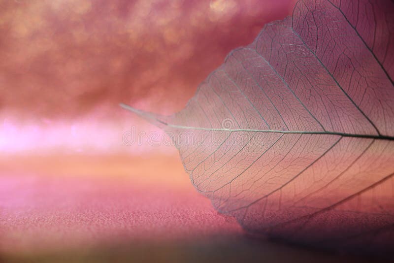 Transparent Skeleton Leaves Over Bright Abstract Background Stock Photo ...