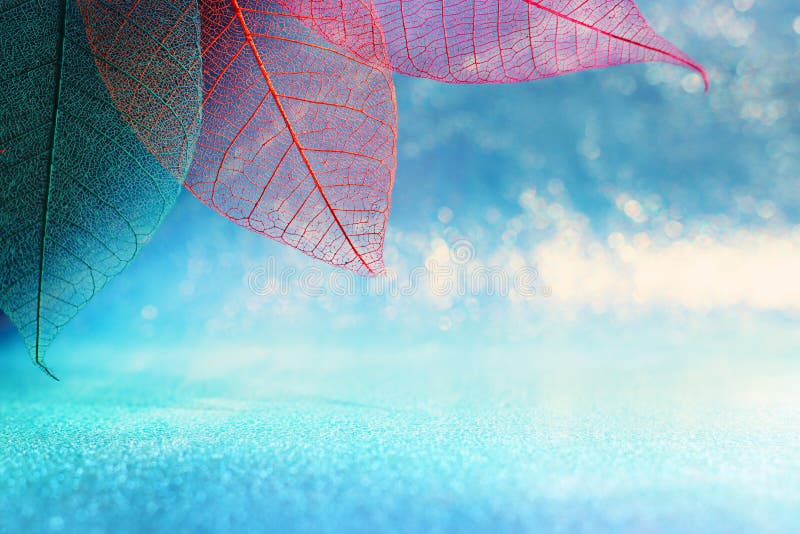 Transparent Skeleton Leaves Over Bright Abstract Background Stock Image ...