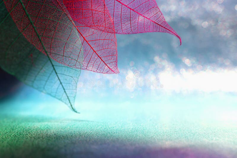 Transparent Skeleton Leaves Over Bright Abstract Background Stock Photo ...