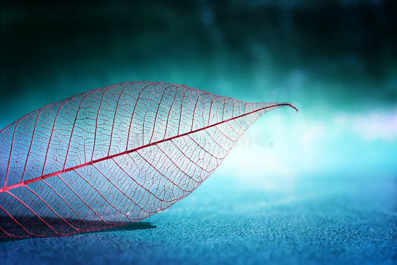 Transparent Skeleton Leaves Over Bright Abstract Background Stock Photo ...