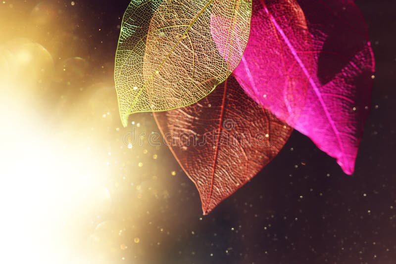 Transparent Skeleton Leaves Over Glitter Black Abstract Background ...