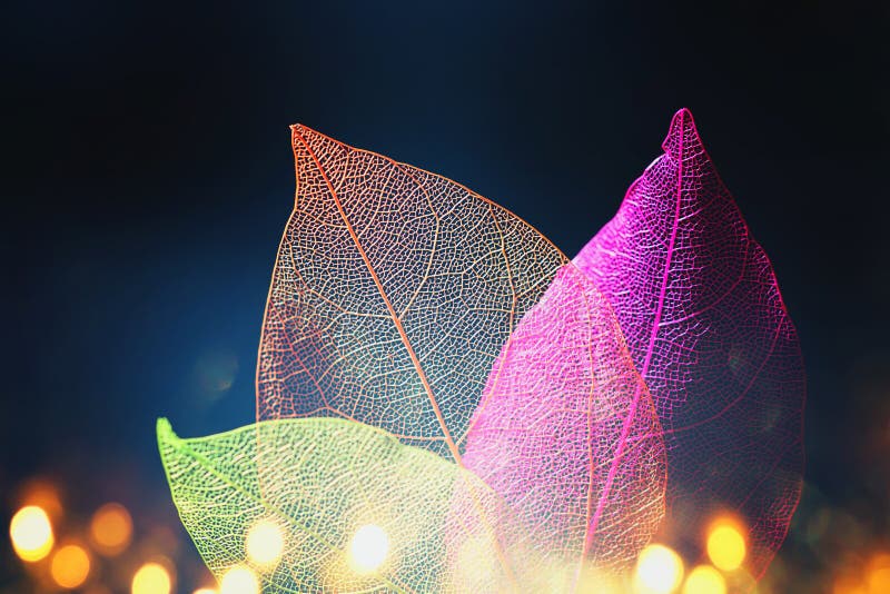 Transparent Skeleton Leaves Over Glitter Black Abstract Background ...