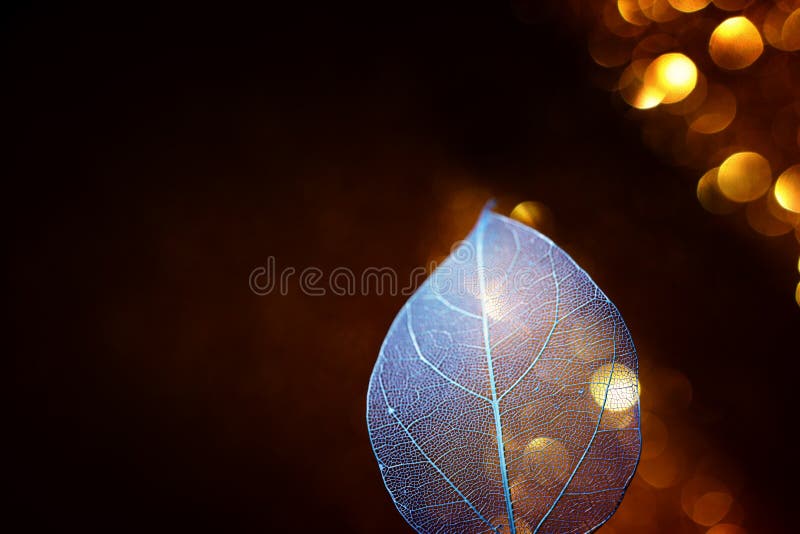 Transparent Skeleton Leaves Over Glitter Black Abstract Background ...