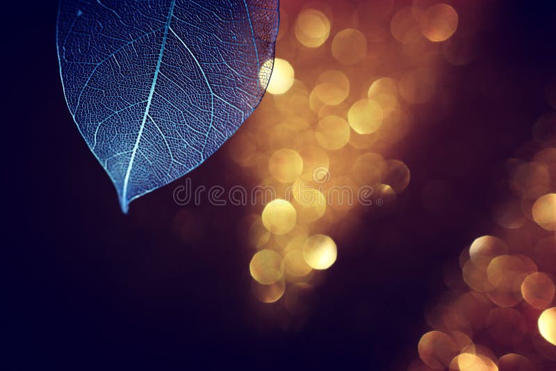 Transparent Skeleton Leaves Over Glitter Black Abstract Background ...