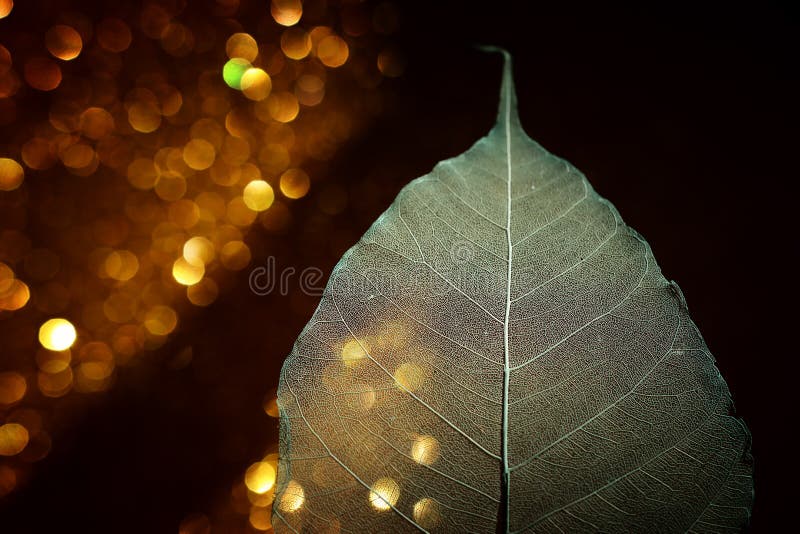 Transparent Skeleton Leaves Over Glitter Black Abstract Background ...