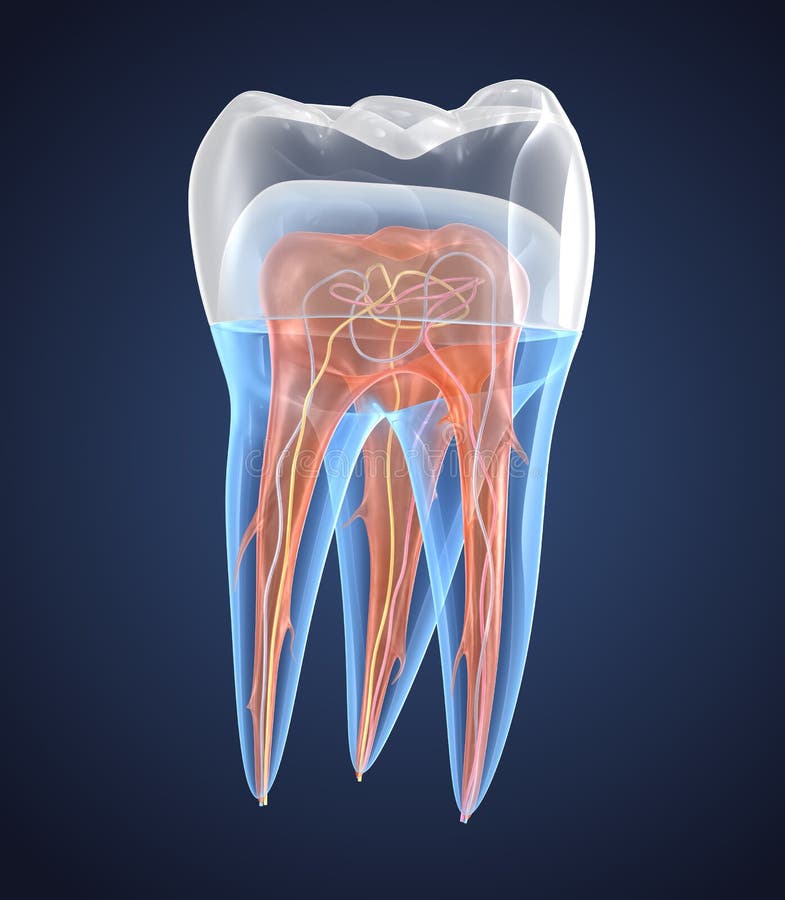 Transparent Teeth with Crown. 3d Renderings of Endodontics Inner ...