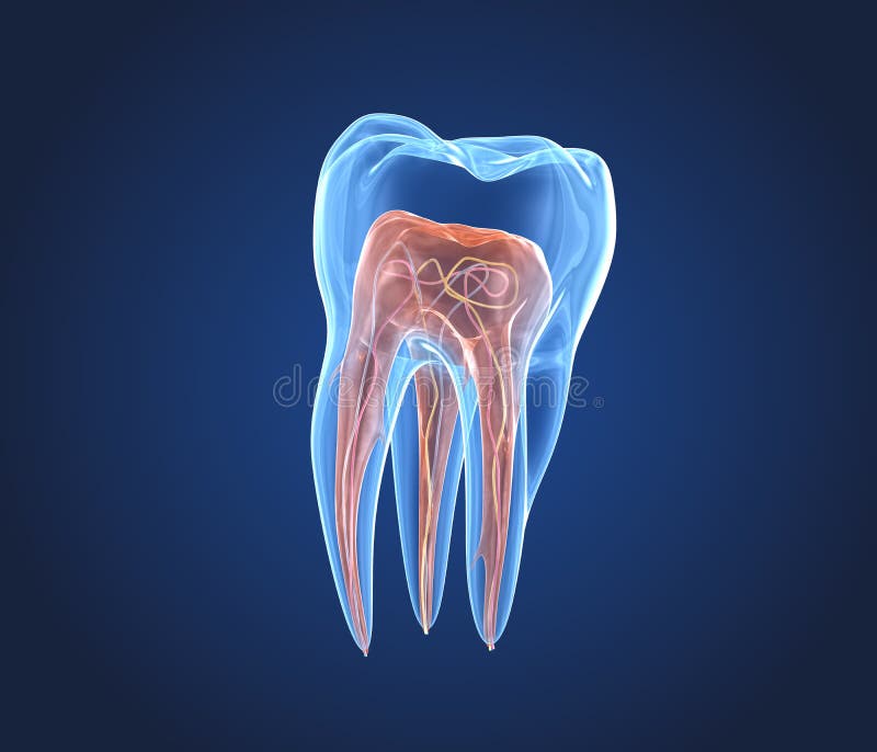 Transparent Teeth. 3d Renderings of Endodontics Inner Structure Stock ...