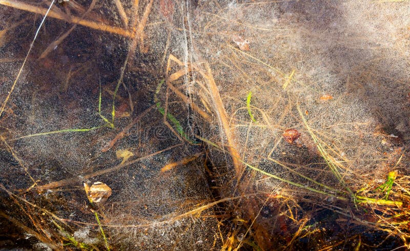 Transparent Thin Ice Covered the Swamp with Yellow Autumn Grass Stock ...