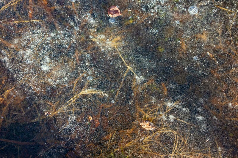 Transparent Thin Ice Covered the Swamp with Yellow Autumn Grass Stock ...