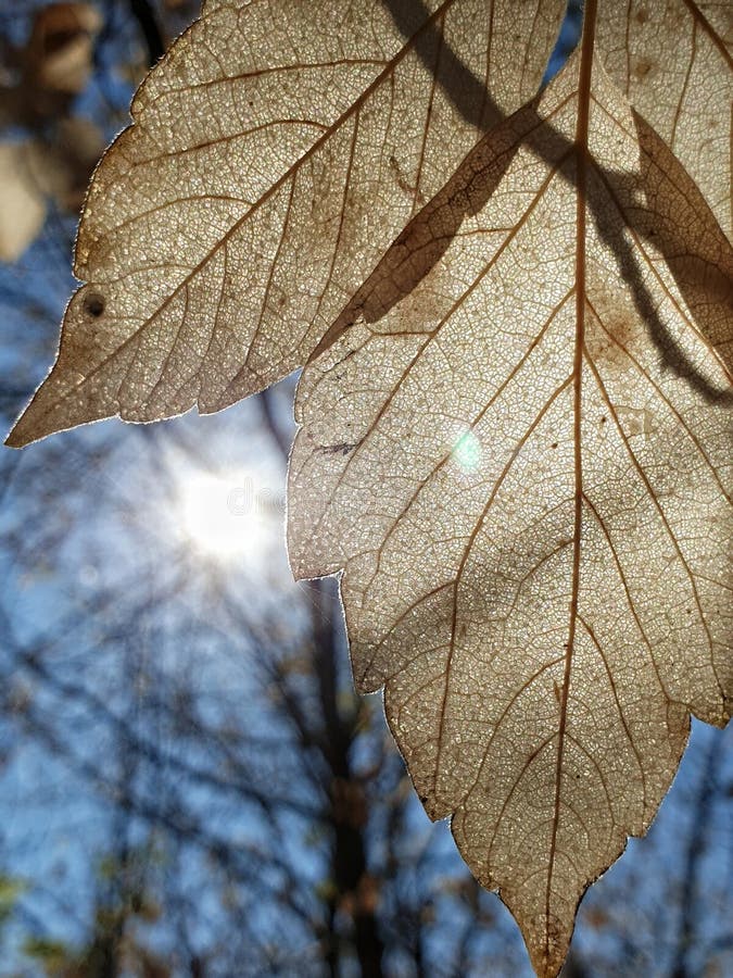 Transparent Tree Leaf in Autumn Stock Image - Image of october ...