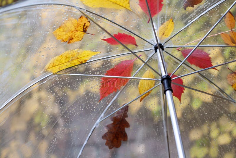 Transparent Umbrella with Leaves of Different Trees Stock Photo - Image ...
