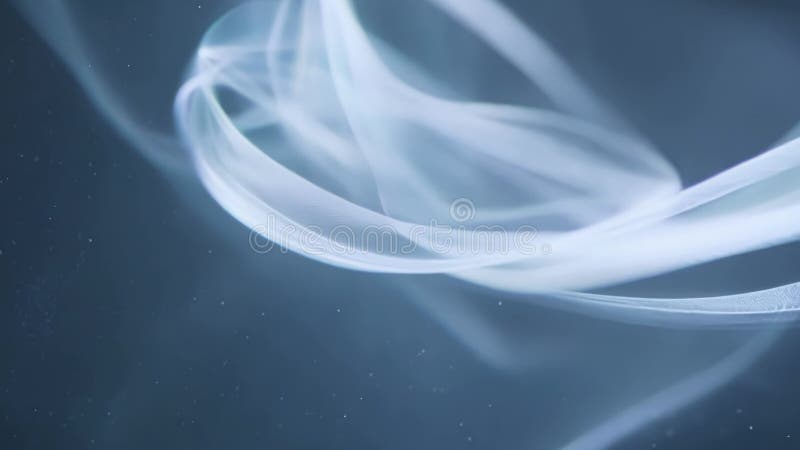 Transparent Veils of Light Dancing in a Mesmerizing Display Blurring ...