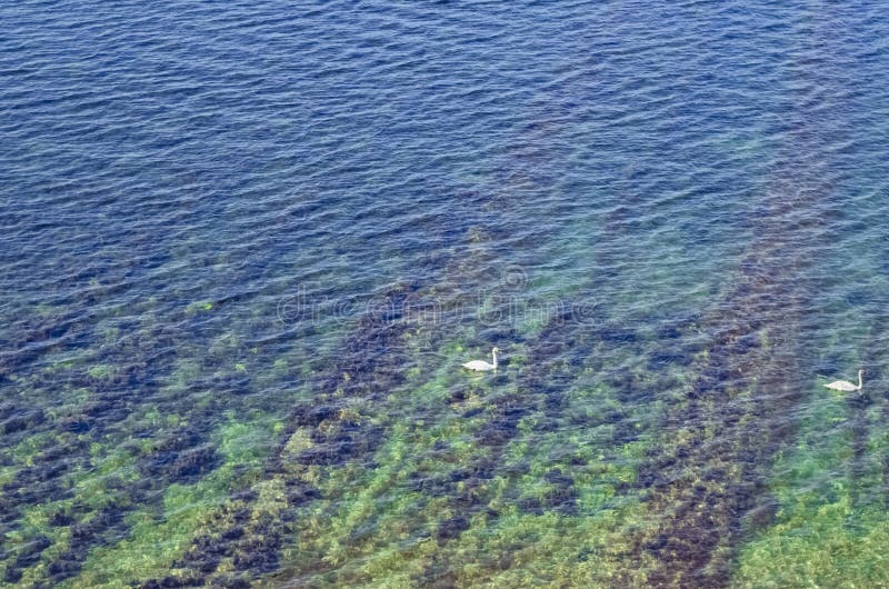 Transparent Water in Shallow Waters at Sea with Swans Stock Photo ...