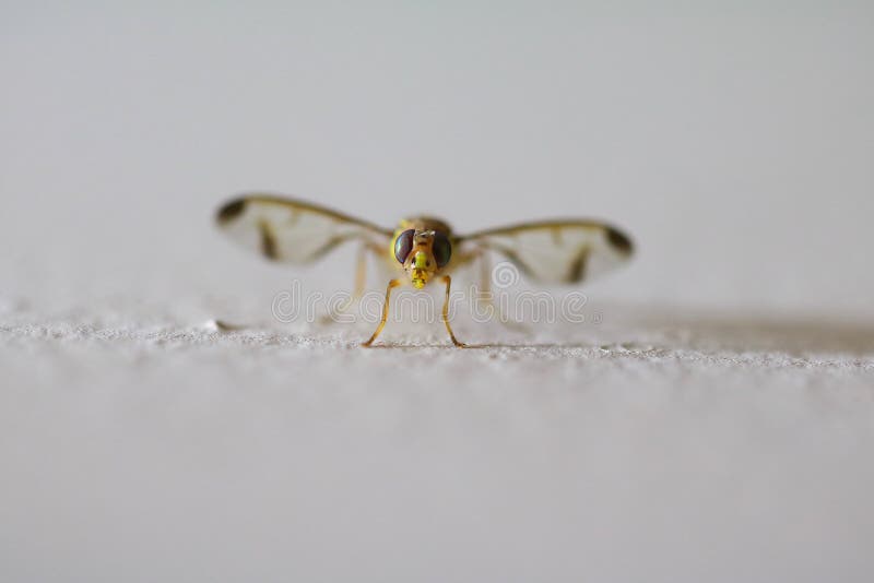 A Transparent Winged Insect with Warm Textures Stock Image - Image of ...