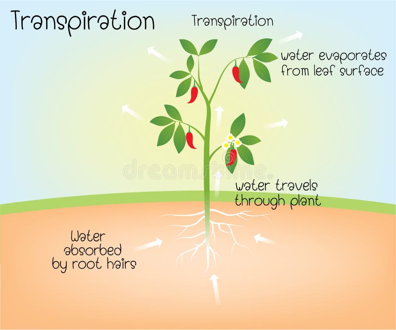 Transpiration Vector Illustration. Labeled Educational Plant Water ...