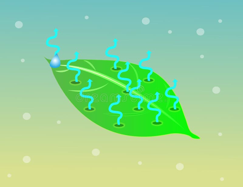 Transpiration Clipart