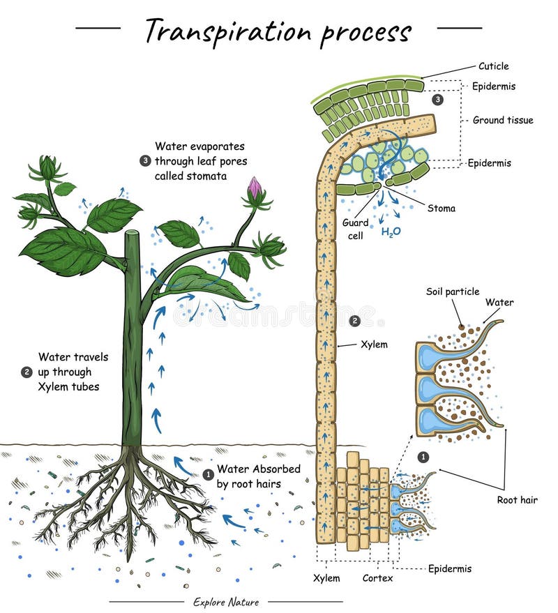Transpiration Process or Plant Cohesion with Anatomy Stock Vector ...