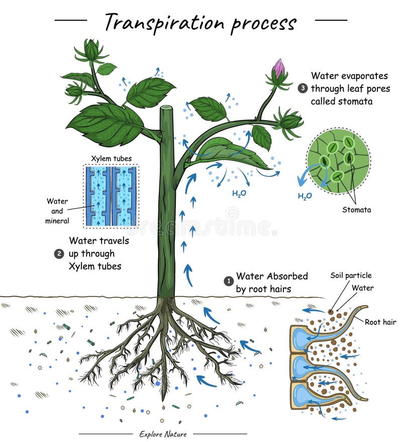 Transpiration Process or Plant Cohesion Stock Vector - Illustration of ...