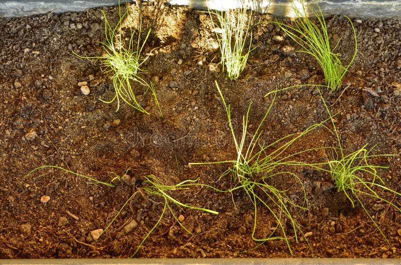 Organic Chive Seedlings stock photo. Image of vegetable - 101964480