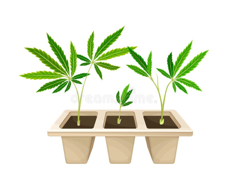 Transplant Hemp Seedling Growing In Plastic Pot Vector Illustration