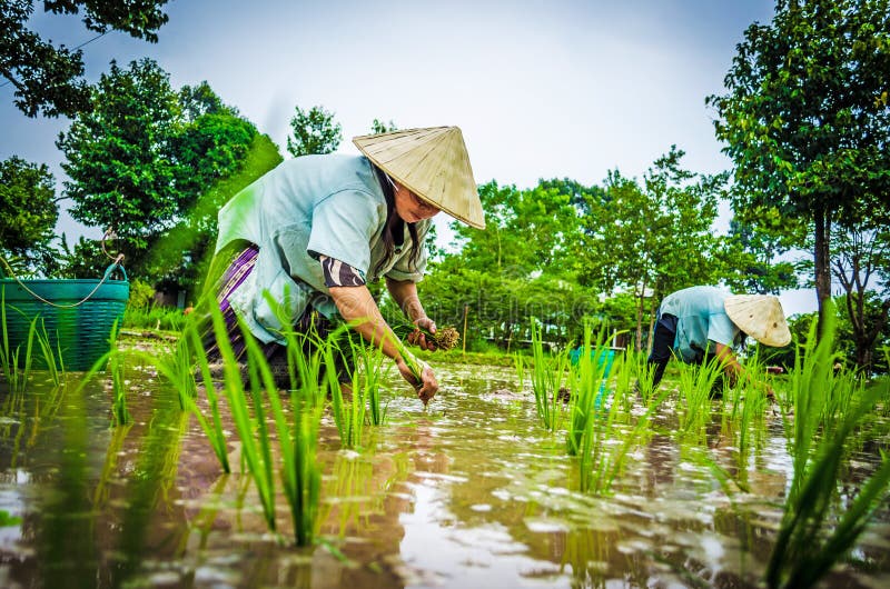 Transplant Rice Seedlings People Laos Farmer Editorial Stock Image ...