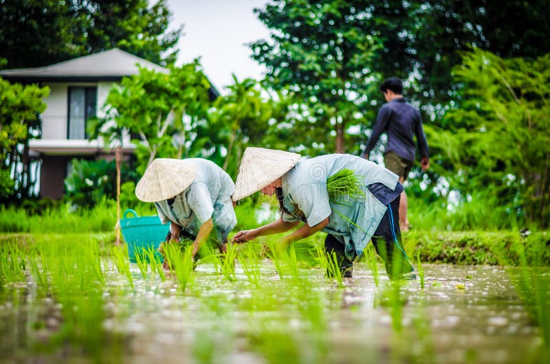 Transplant rice seedlings editorial stock photo. Image of laos - 57560953