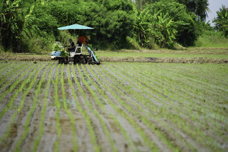 Transplant Rice Seedlings Machine Editorial Stock Image - Image of ...