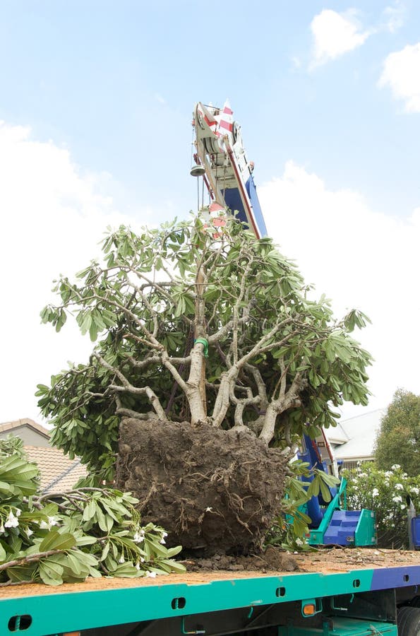 Transplant of tree stock image. Image of replant, flowering - 12502867