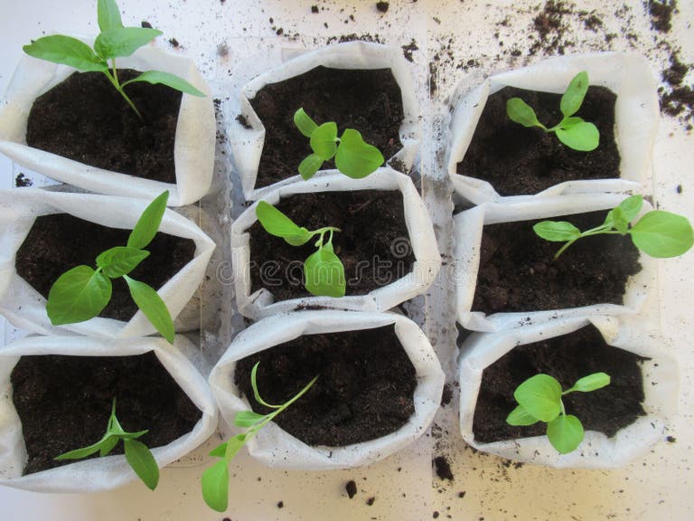 Transplanted eggplant stock photo. Image of spicy, planting - 379462524