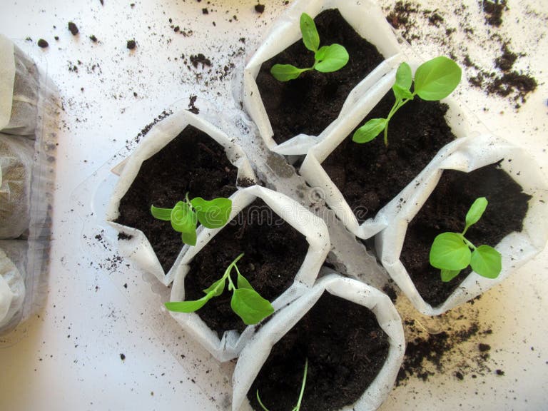 Transplanted eggplant stock photo. Image of environment - 379462528