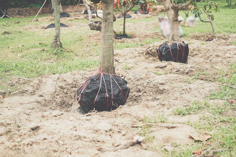 Transplanting Big Tree by Tying Root Ball with Burlap Fabric & Rope ...