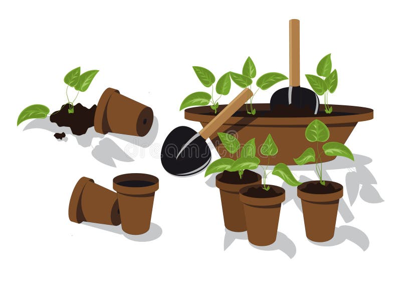Transplant Flower or Young Plant Growing in Flowerpots Vector ...